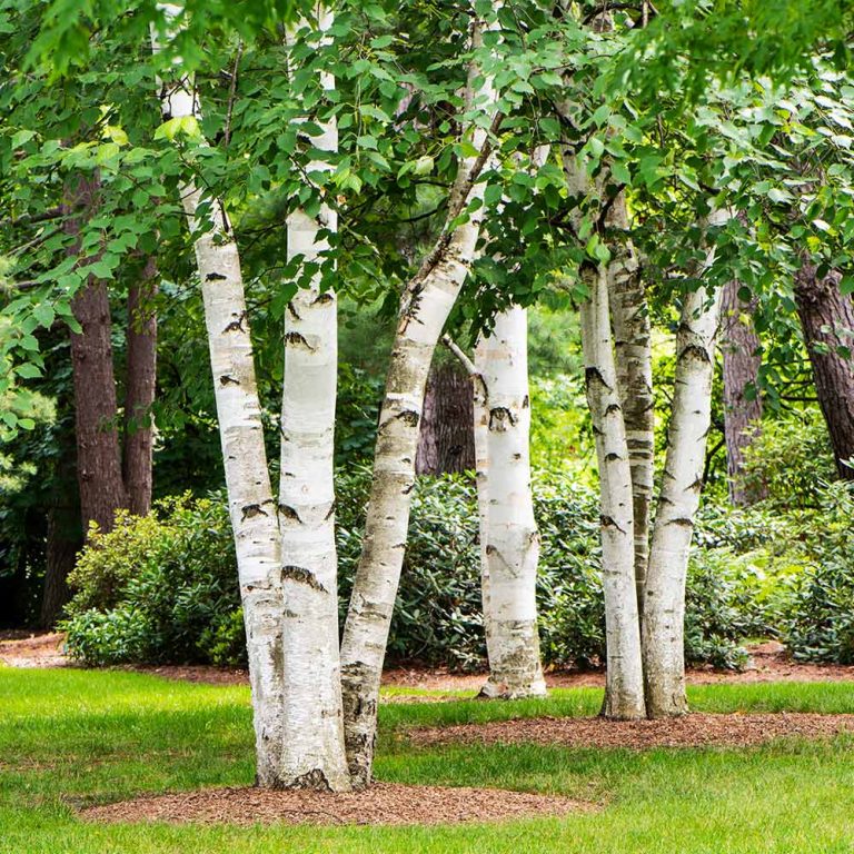 Johnston Park Tree Planting